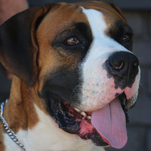 Foresight Augmented Reality - Building smart communities for the blind ...